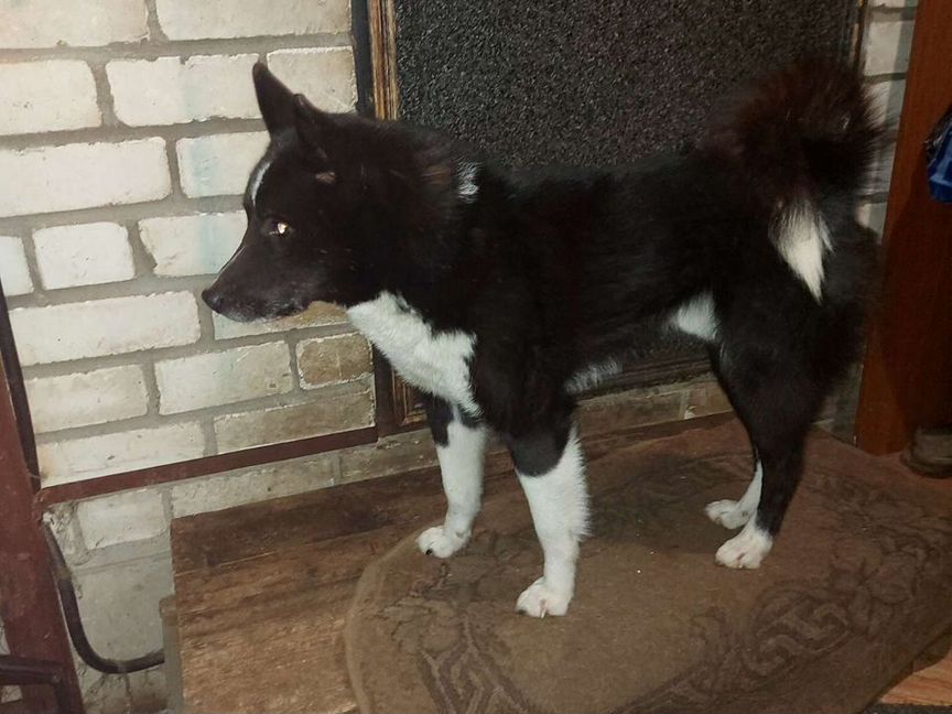 Русско европейская лайка