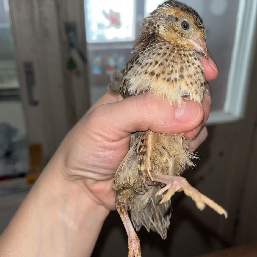 Перепела эстонские