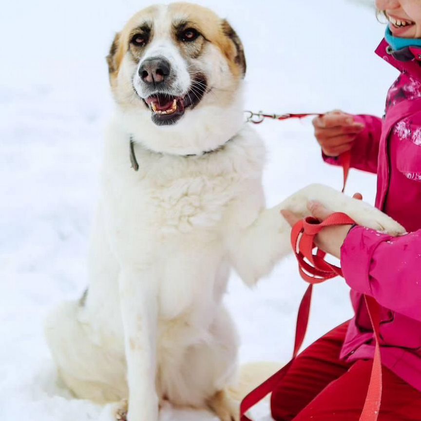 Собака из приюта