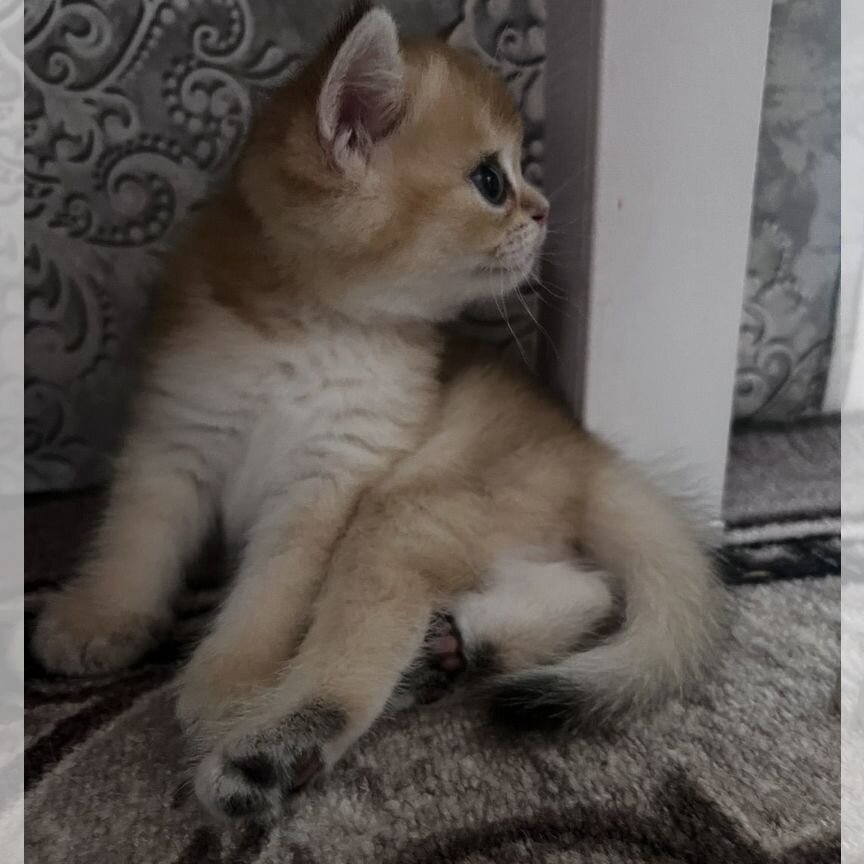 Котенок золотая шиншилла