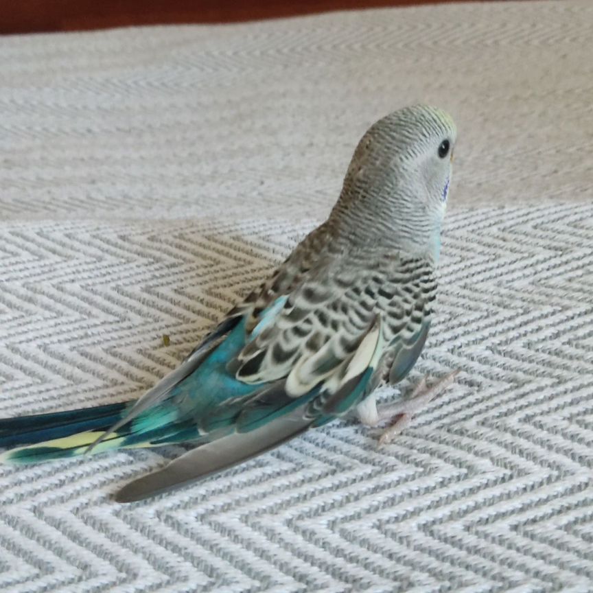 Волнистый попугай