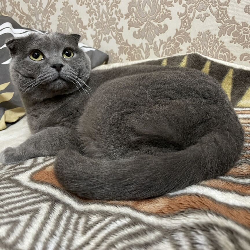 Отдам британскую кошку