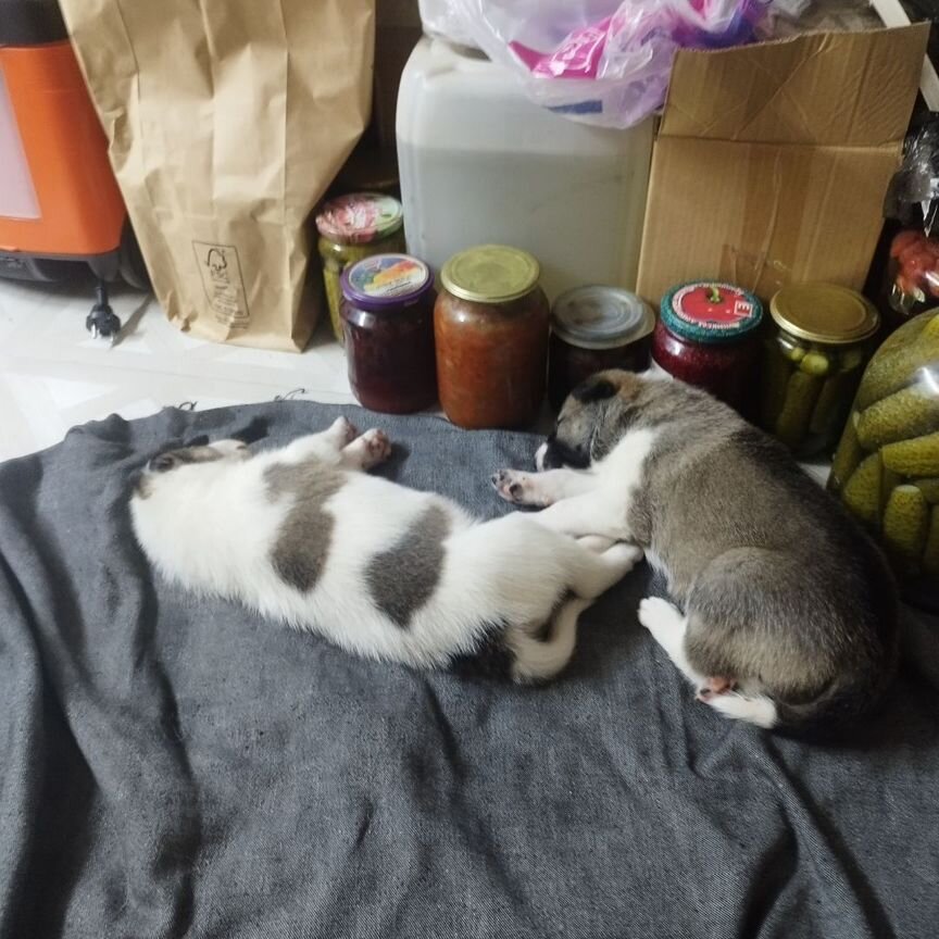 Щенки западно сибирской лайки