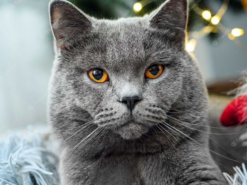 Британский кот на вязку