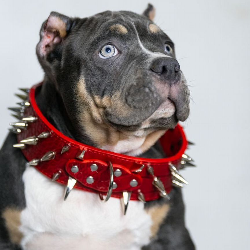 Американский булли, щенок