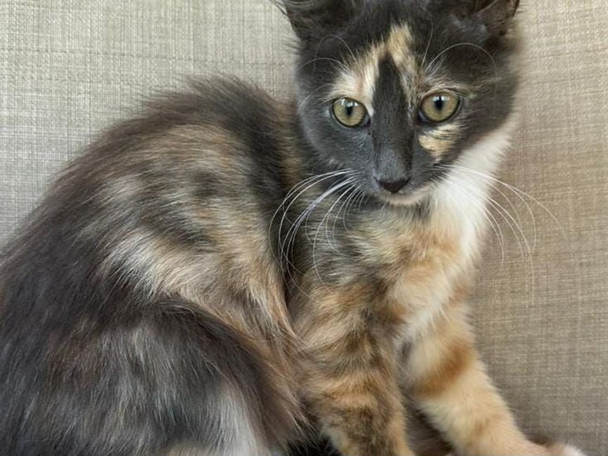 Кошечка анфиса, 5 мес. трёхцветная