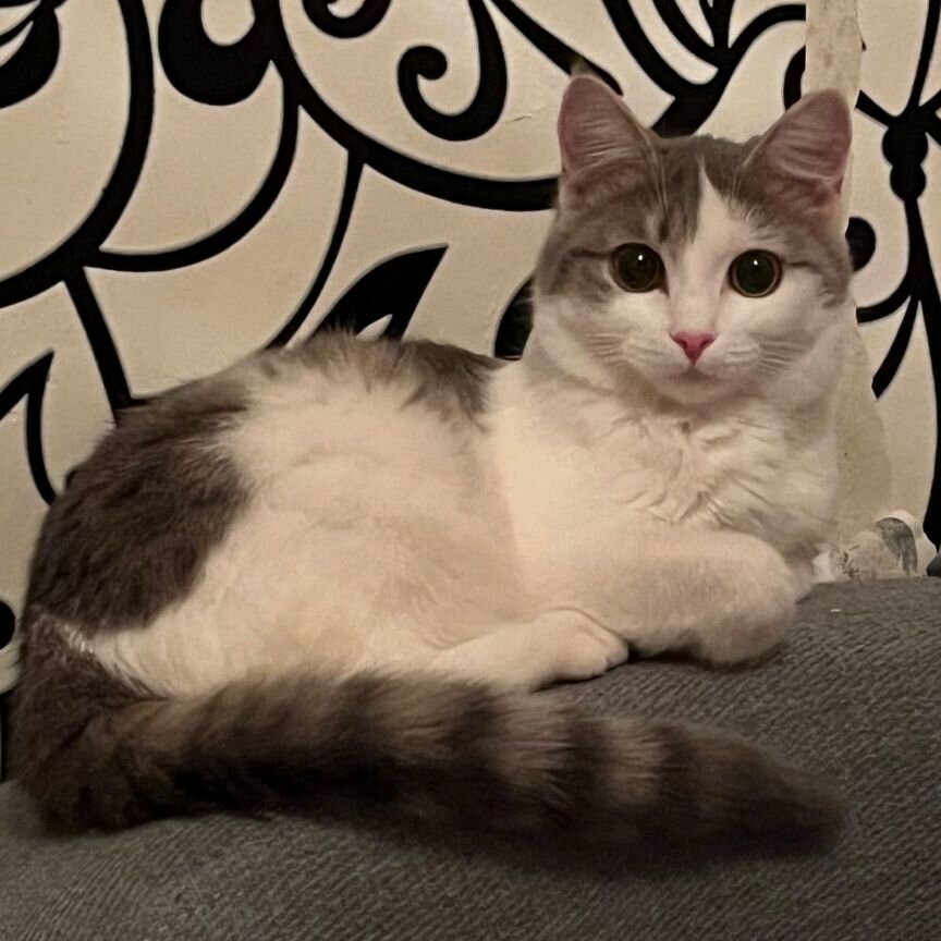 Взрослая, кошка в добрые руки