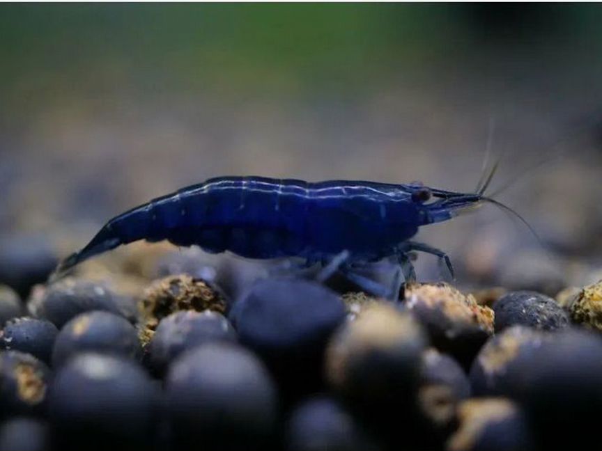 Креветка,кориодас,хелены,теодонтус