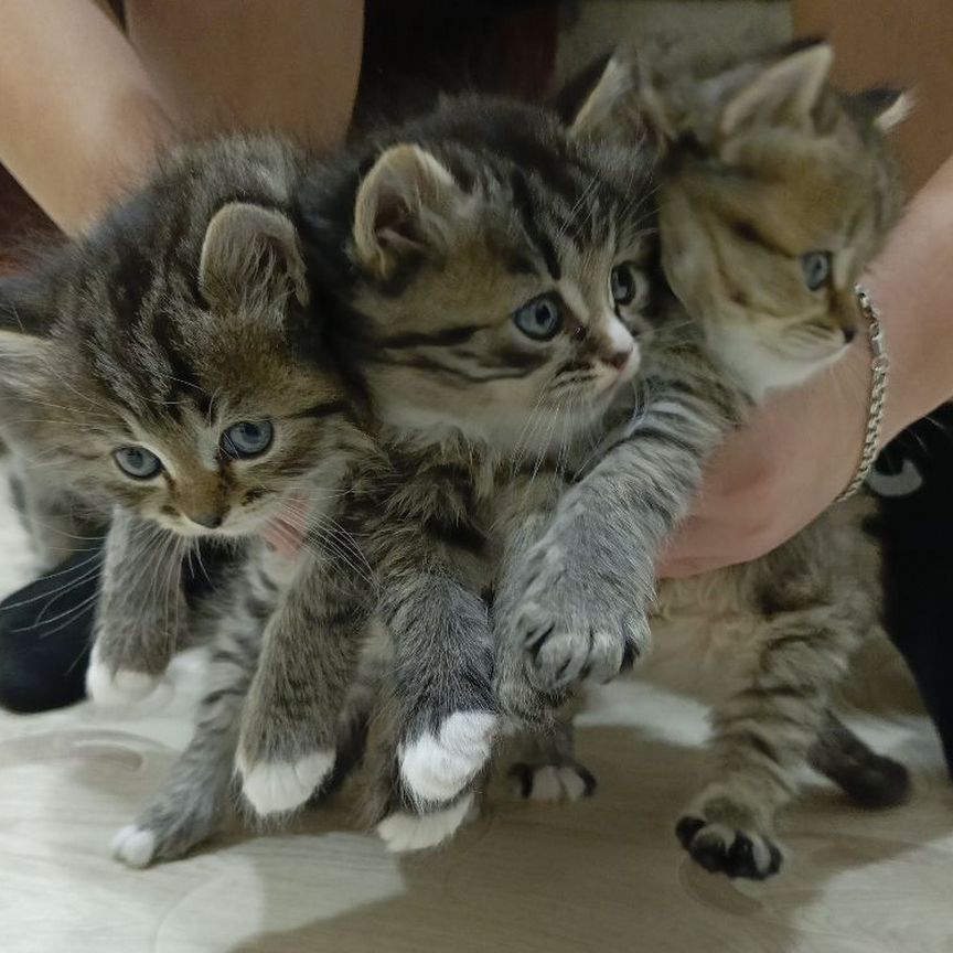 Отдам в добрые руки котиков