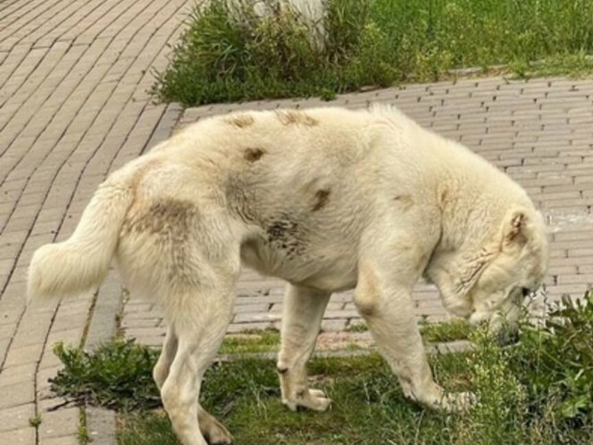 Пропадает истощенный алабай на улице