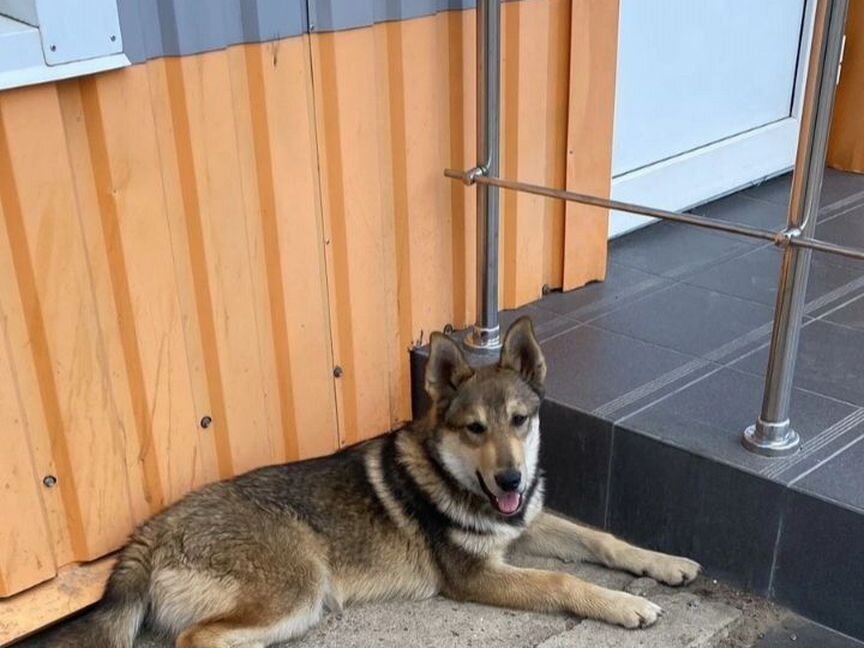 Щенок в добрые руки