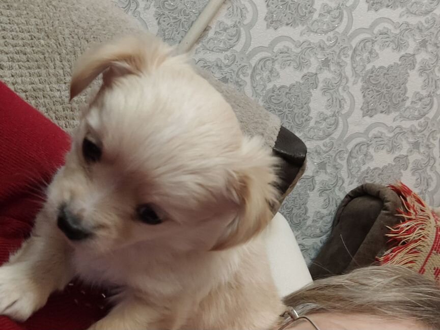Собака
