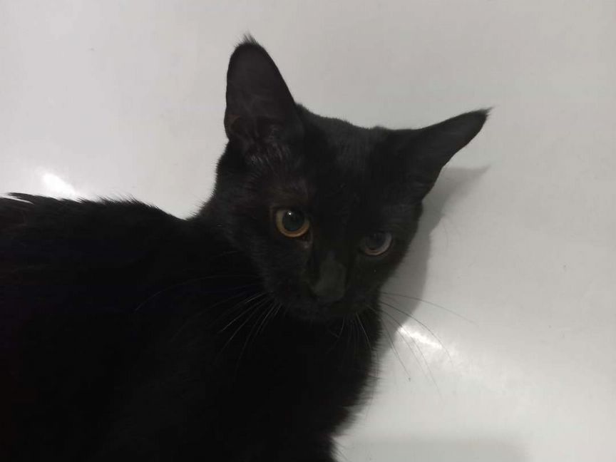 Микро пантера Чернуха ищет дом