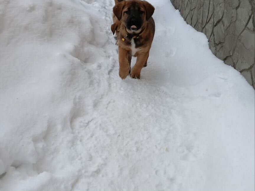 Щинок Американская акиты бесплатно