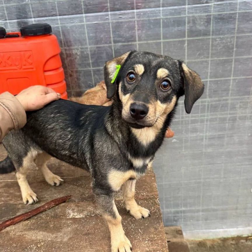 Взрослая собака в добрые руки