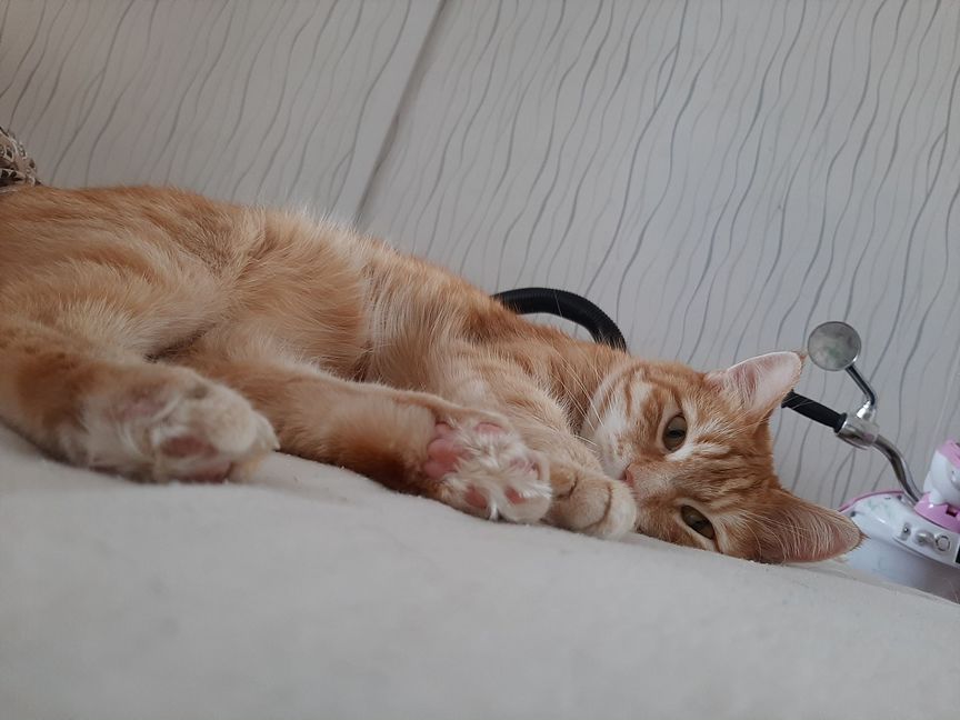 Кот-мышелов