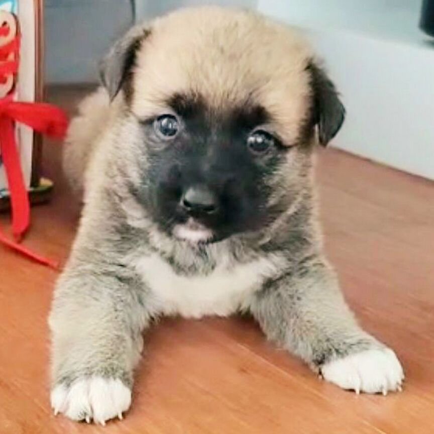 Маленький щенок бесплатно
