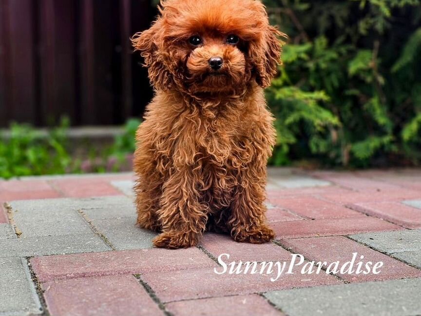 Шикарная девочка Той Пудель редбраун Китай