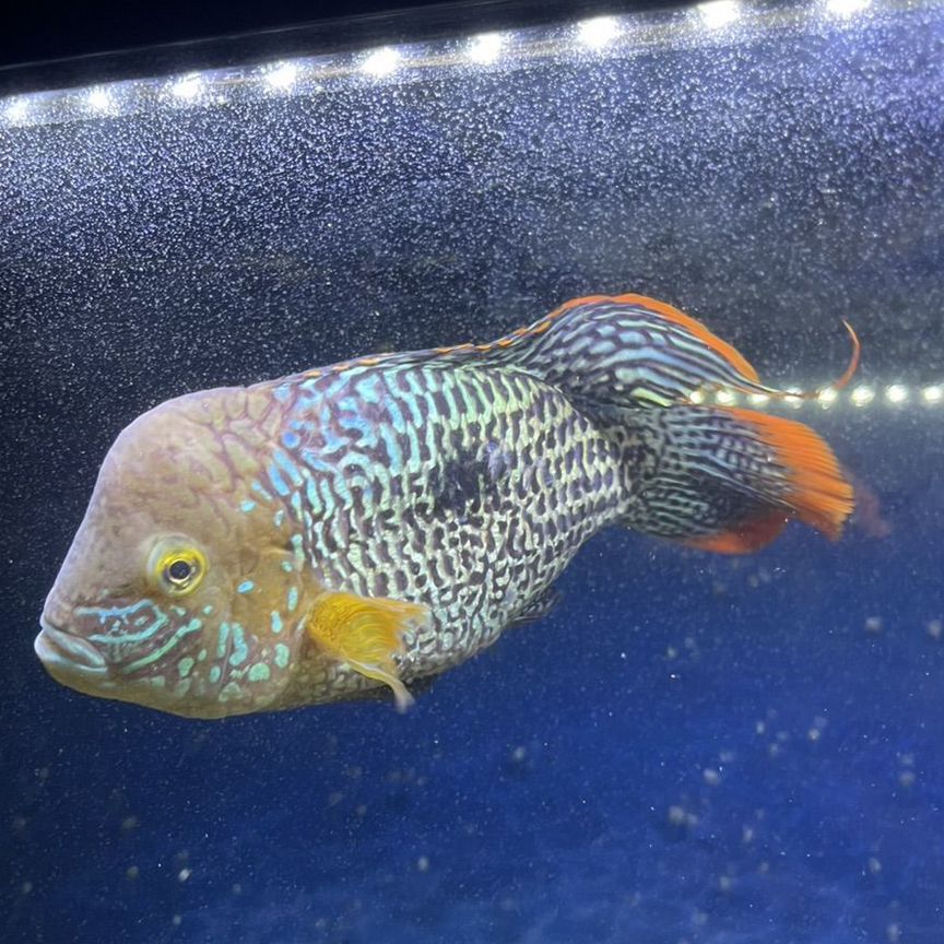 Акара бирюзовая