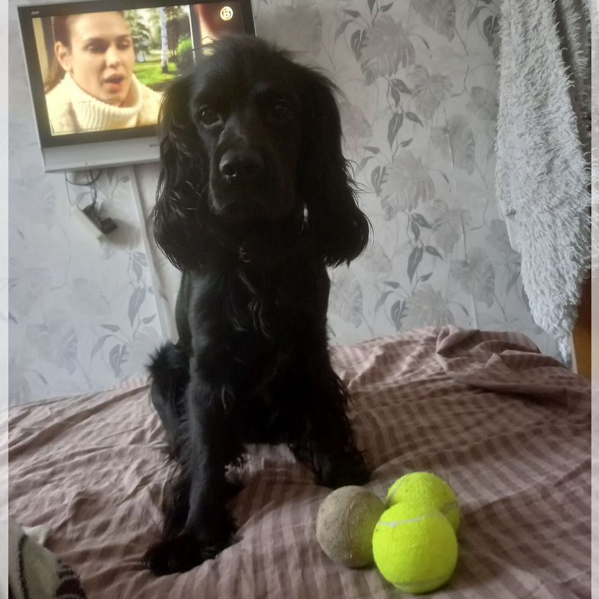 Русский охотничий спаниель, взрослый пёс