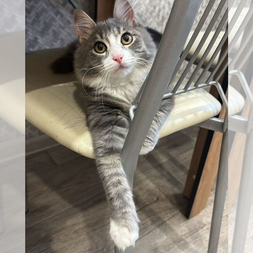 Котёнок в добрые руки