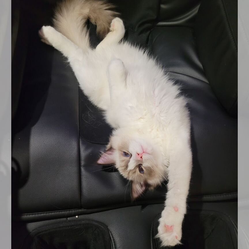 Котята большое счастье