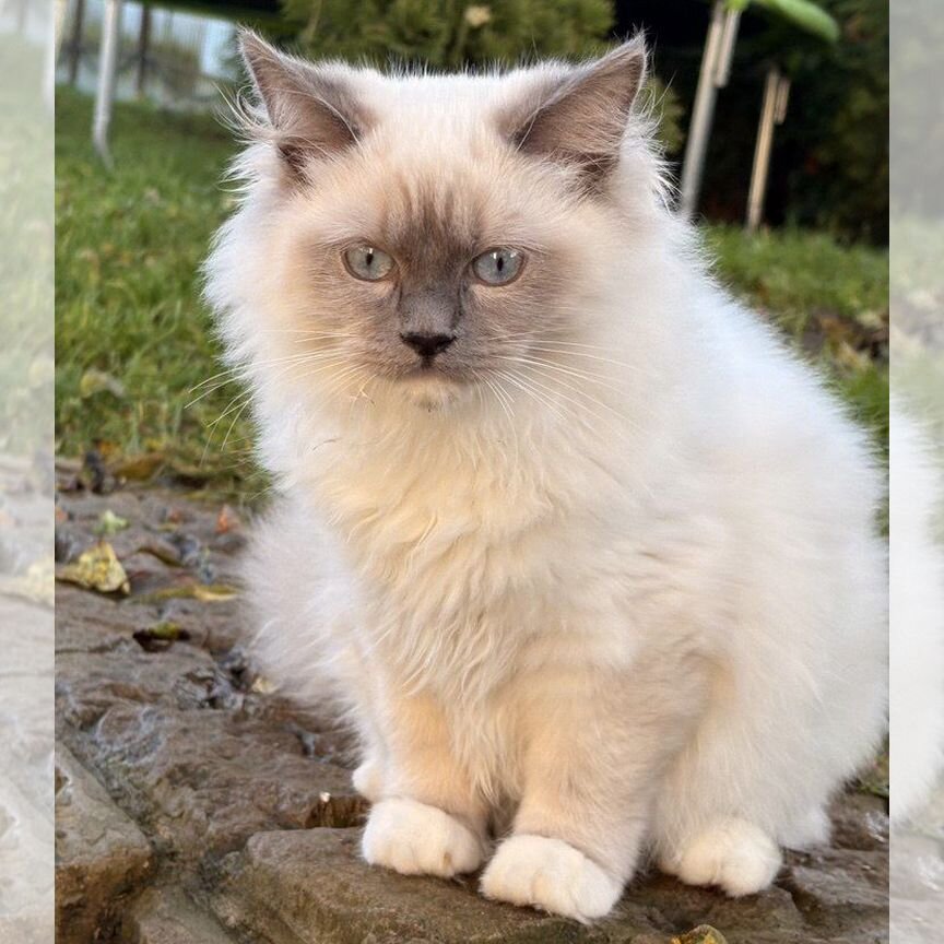 Рэгдолл котёнок