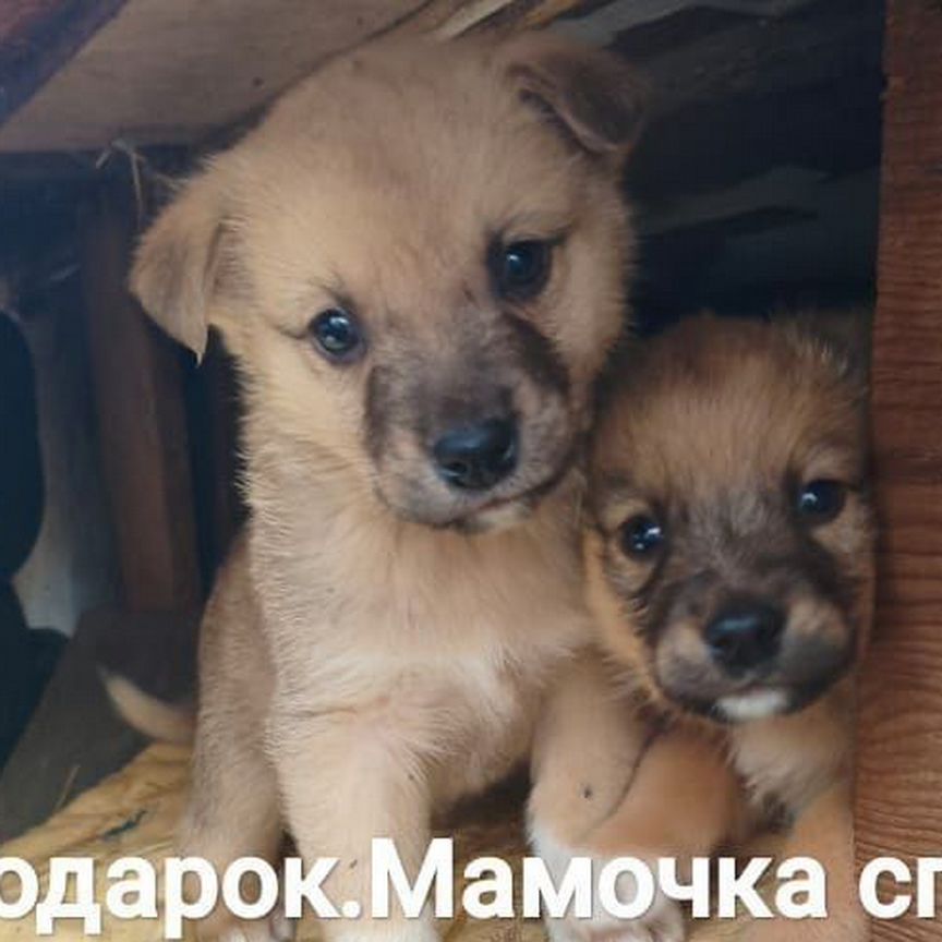 Щенок в добрые руки