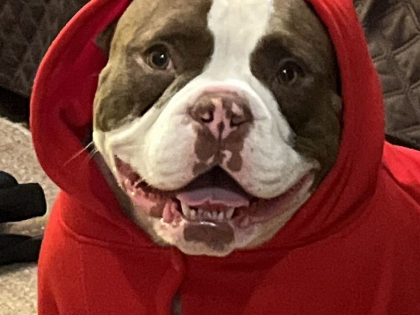 Американский булли вязка