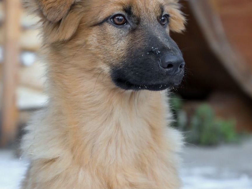 Лео, 6 месяцев, нашли на улице щенком