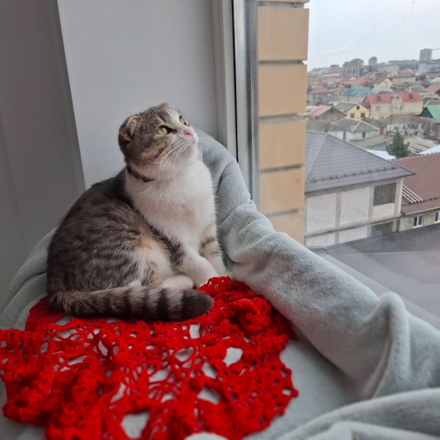 Кошки в добрые руки
