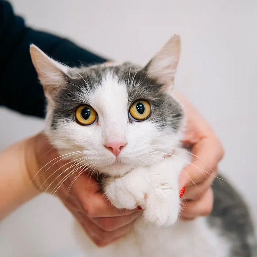 Ласковый котик Асман из приюта бесплатно