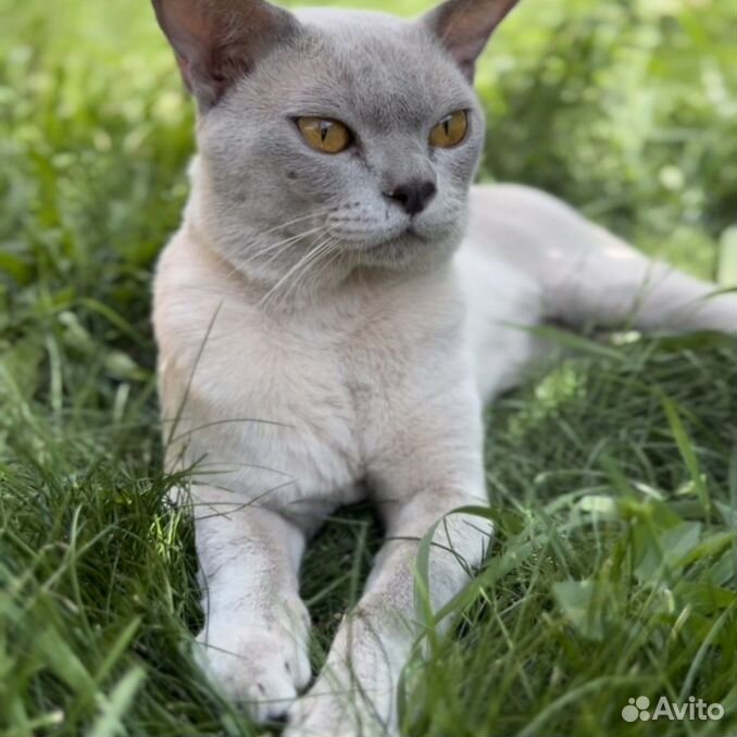 Бурманский лиловый кот