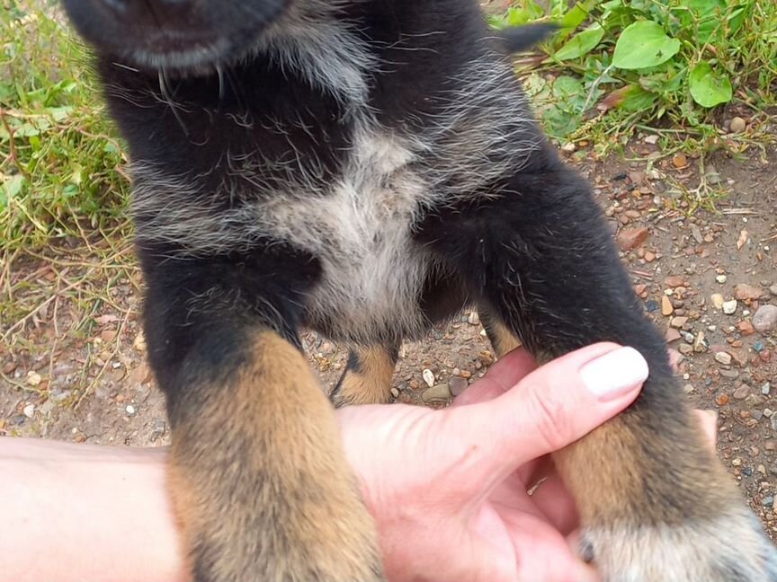 Помогите спасти этих малышей