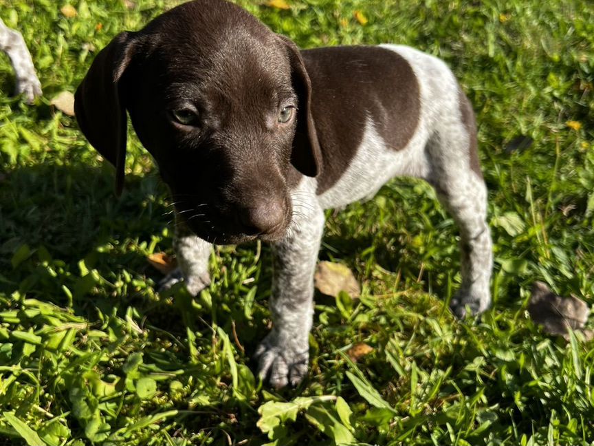 Щенок (мальчик, курцхаар)