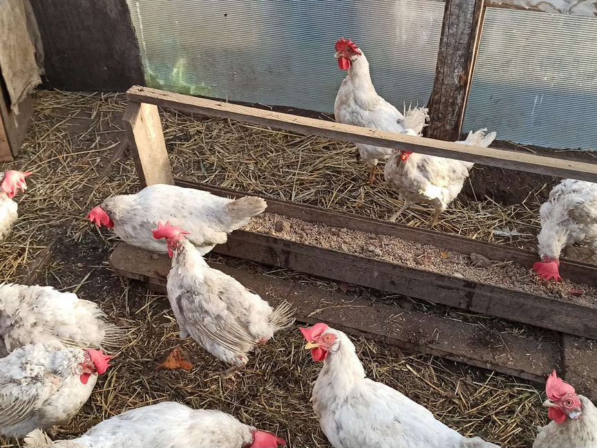 Куры несушки продам
