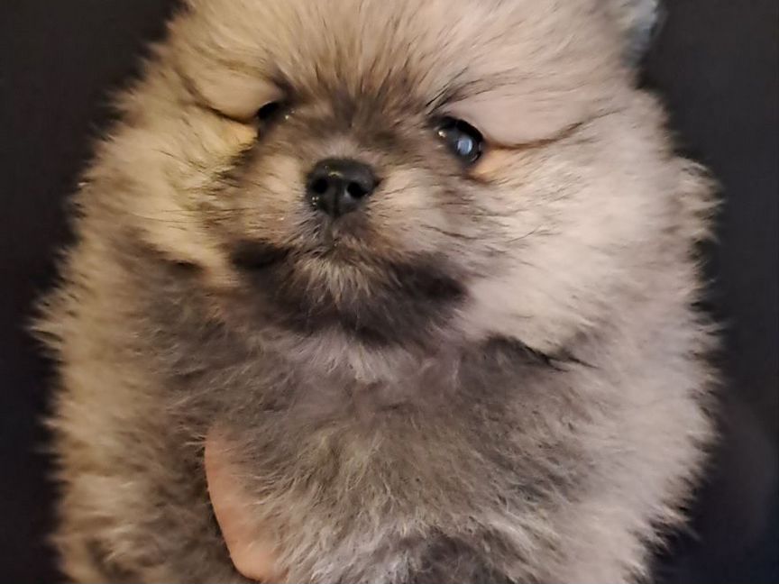 Шпиц мальчишка