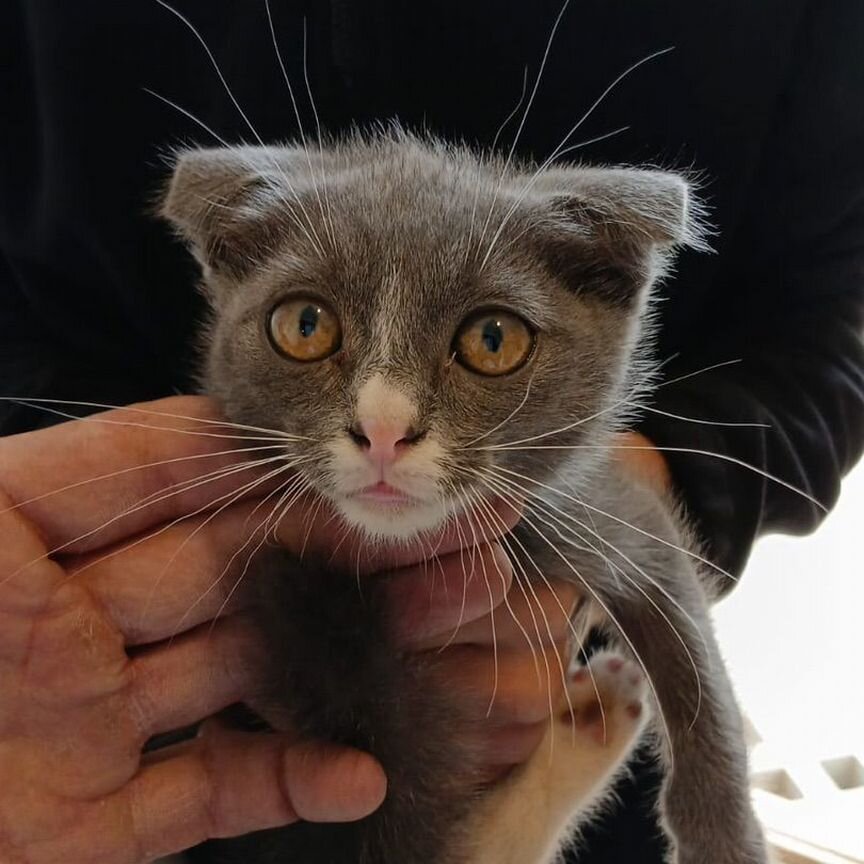 Вислоухие котята