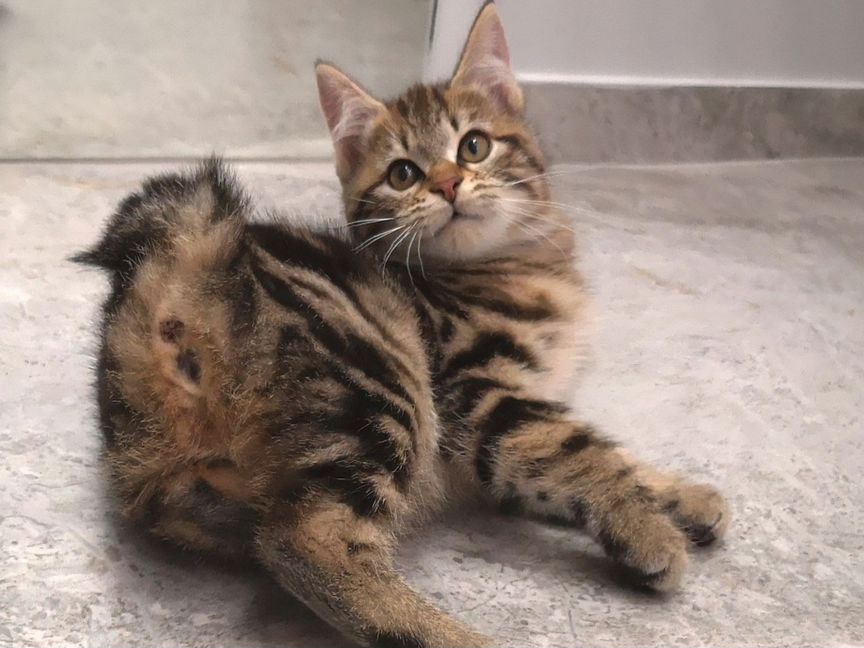 Курильский бобтейл, кошечка