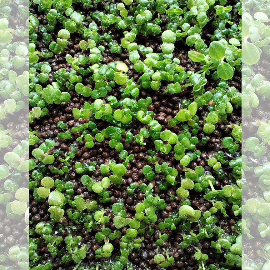 Глоссостигма / аквариумное растение / водоросли