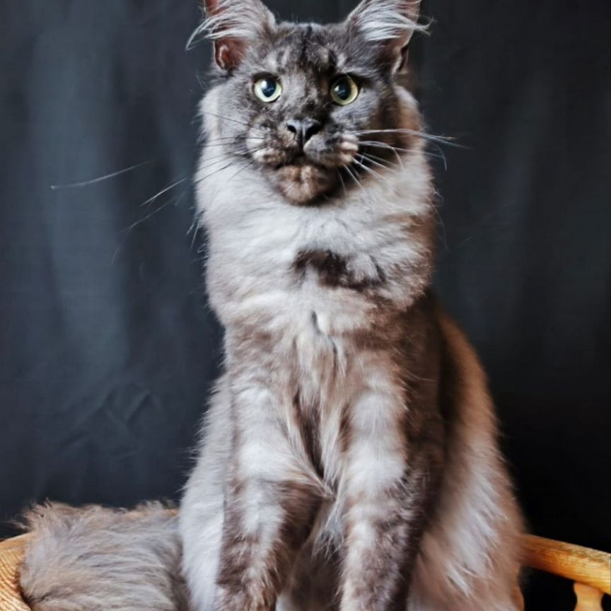 Кошка мейн-кун
