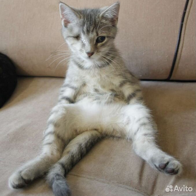 Котёнок девочка ищет надёжные руки