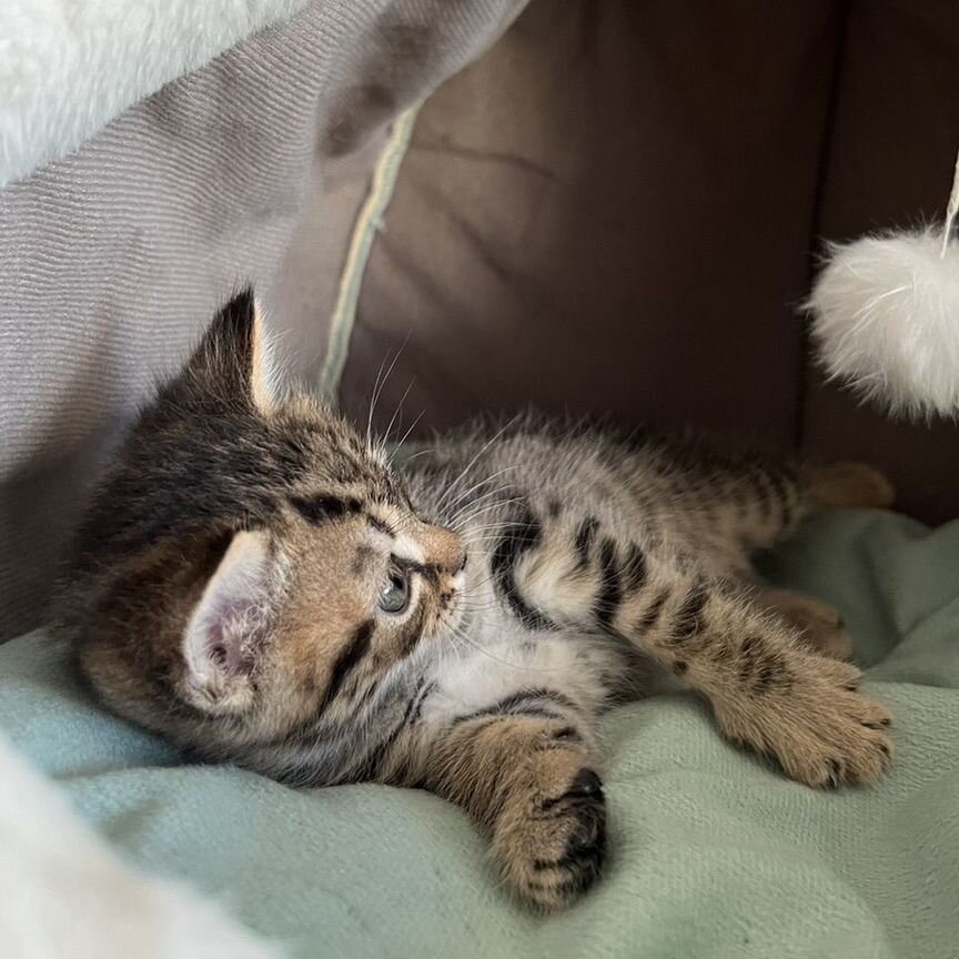 Котята от кошки скотиш фолд