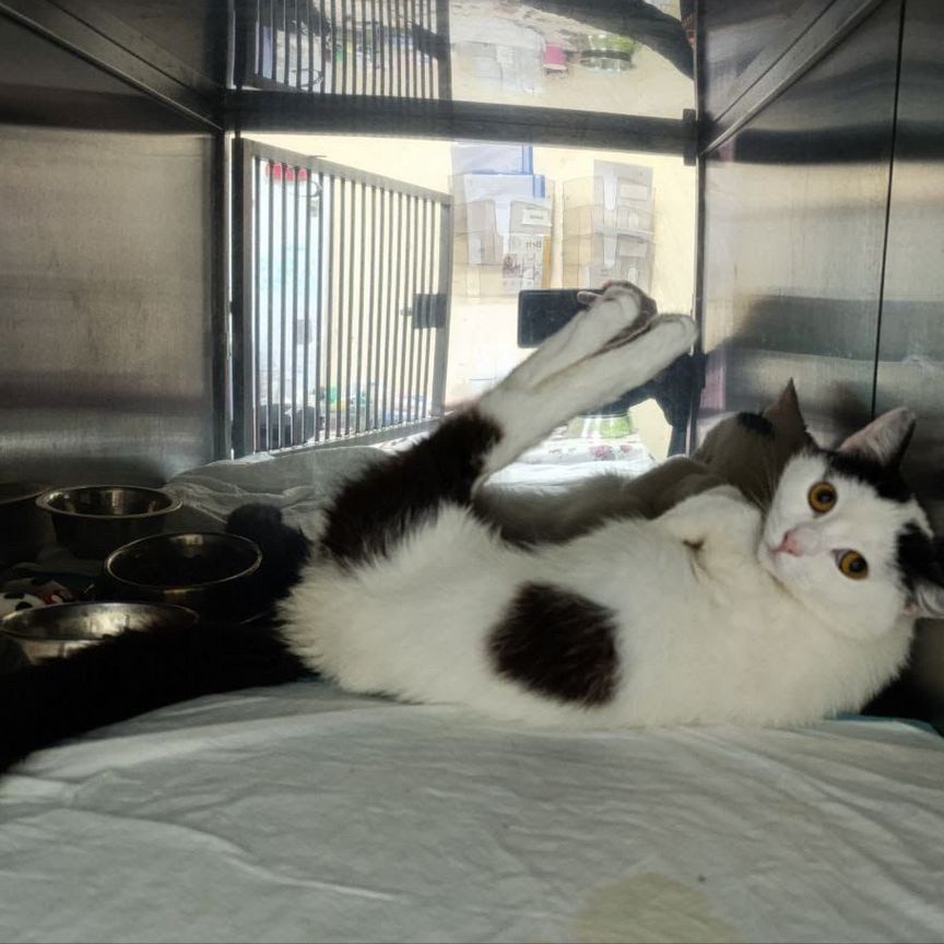 Взрослая кошка в добрые руки