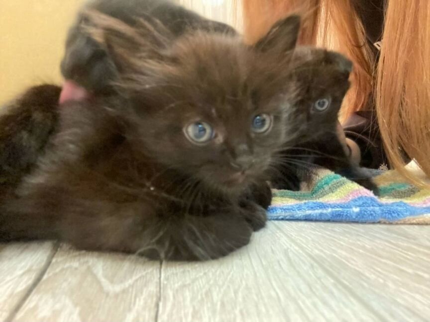 Котята в добрые руки бесплатно девочки