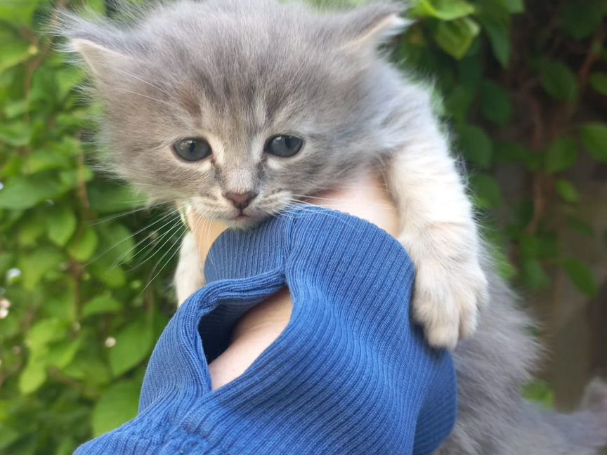 Котята от мышеловки