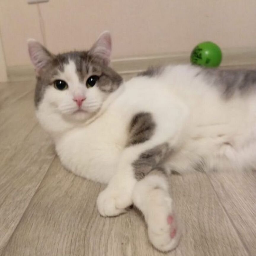 Необыкновенный кот