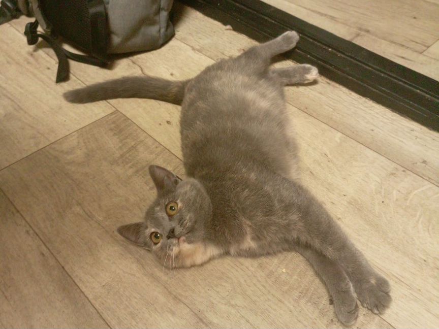 Котенок бесплатно