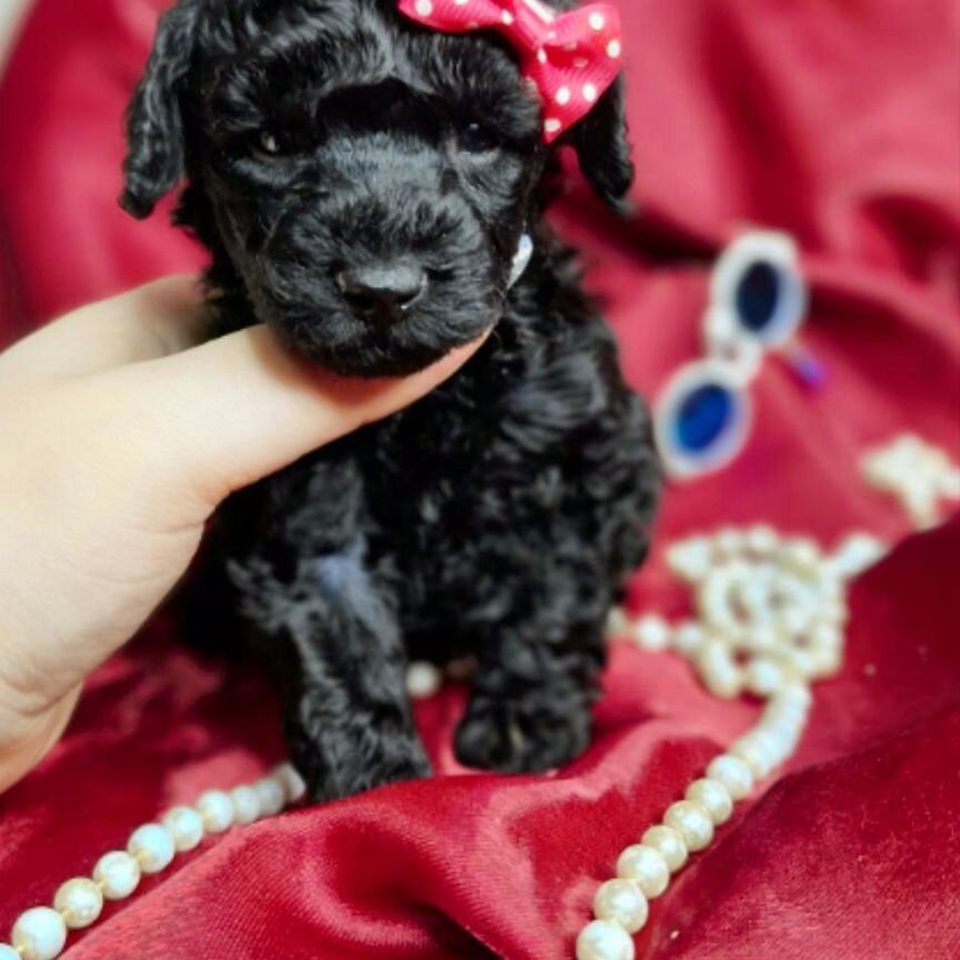 Щенки чёрного той-пуделя