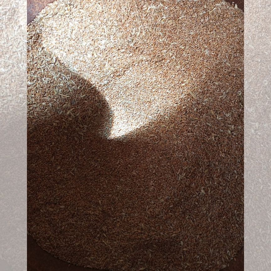 Продам пшеницу